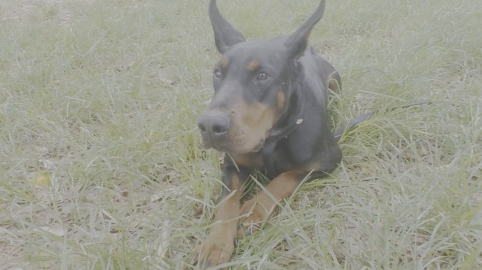 Trained Dogs for Sale in Fort Lauderdale, FL Harmony K9 Training